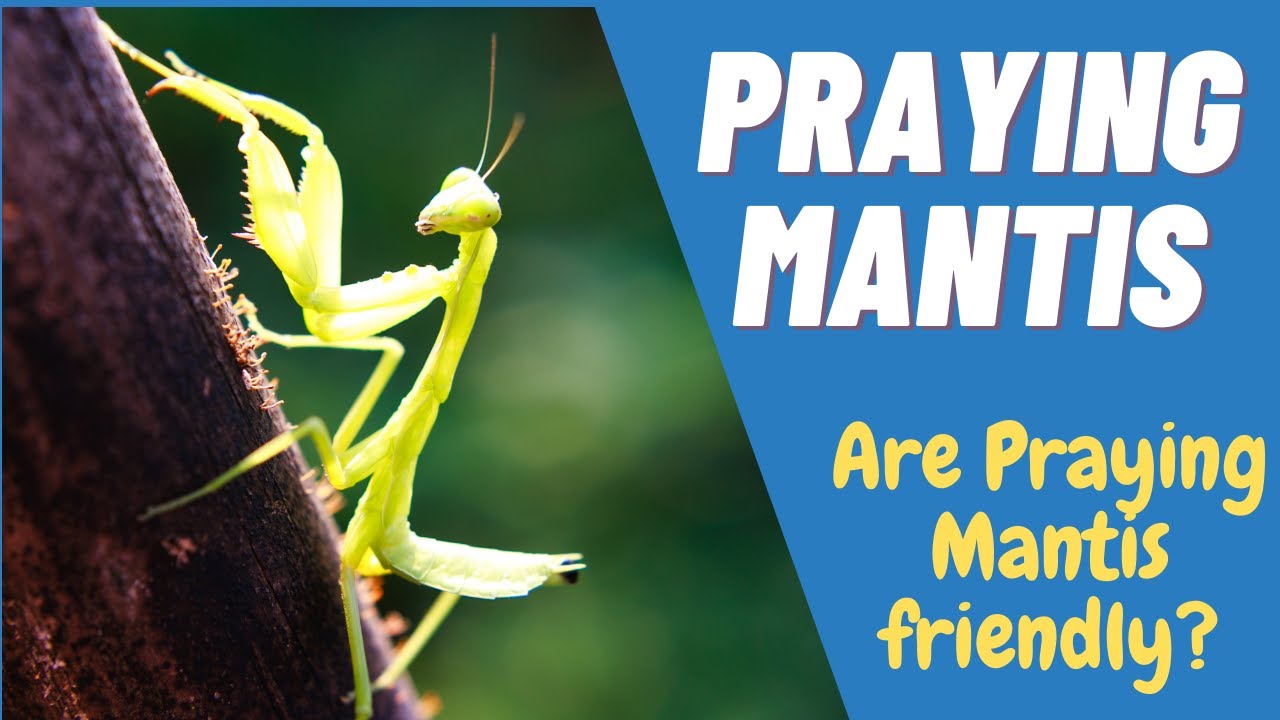 40 Surprising Praying Mantis Facts | Praying Mantis Facts | Female ...