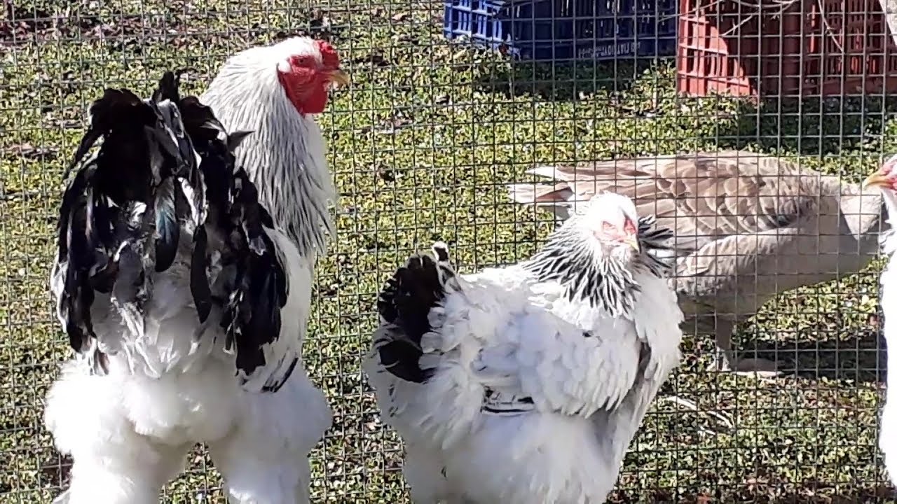 GIANT BRAHMA LIGHT FAMYLI IN THE BACKYARD -Thlemaxos Pol_Farma Skydra ...