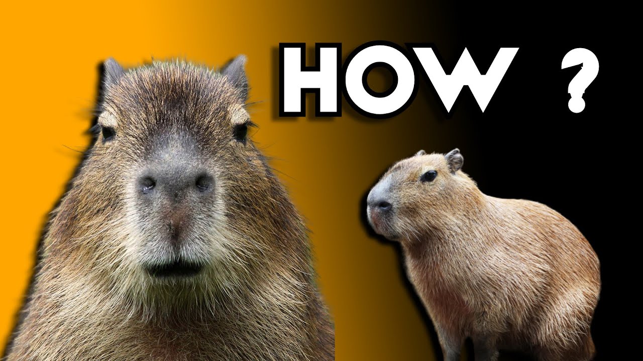 Capybara in different languages meme | Part 1 - YouTube