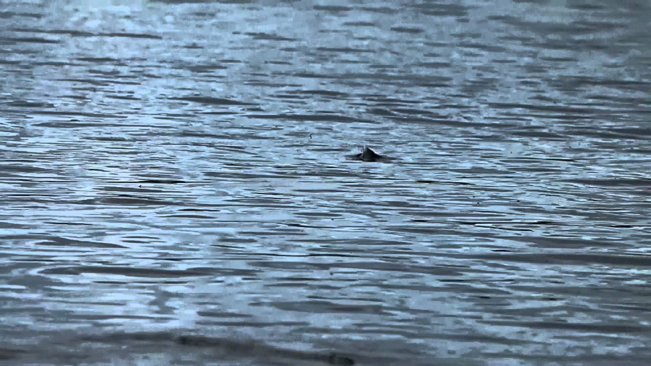 Brown trout rising in slow motion - YouTube