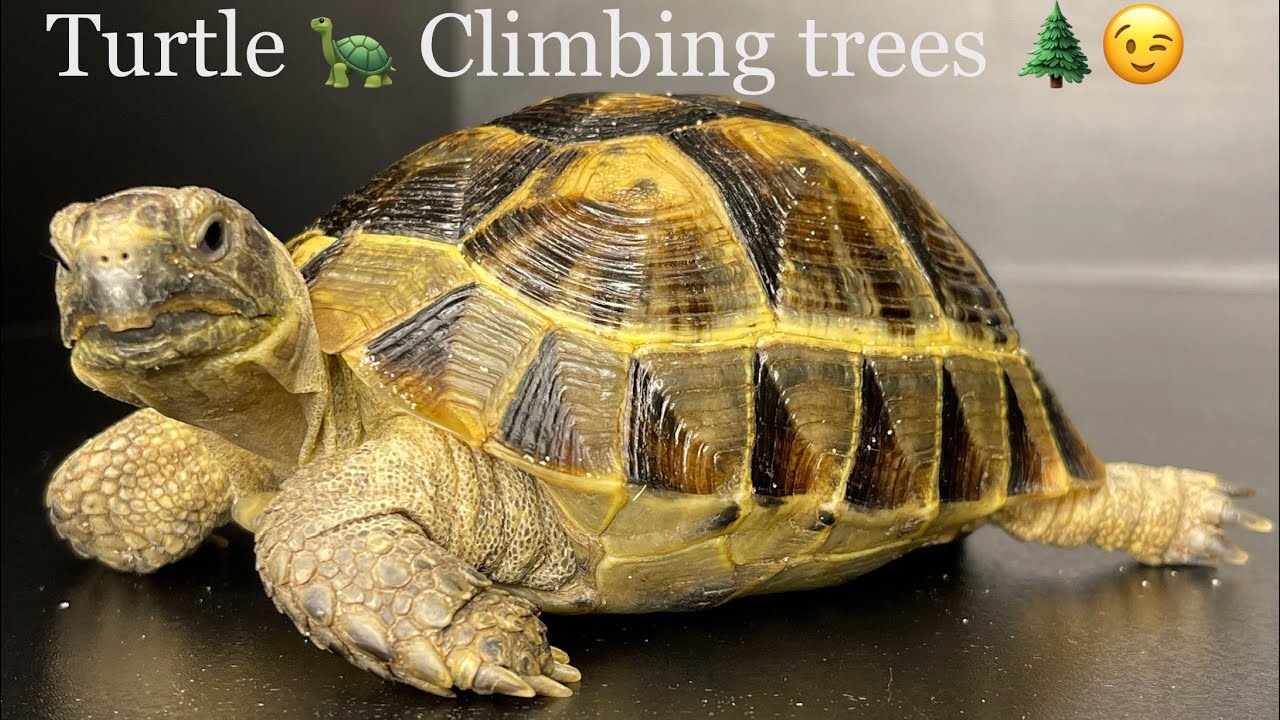 Turtle tortoise 🐢 climbing trees 🌲 😉 |ASMR ANIMALS - YouTube