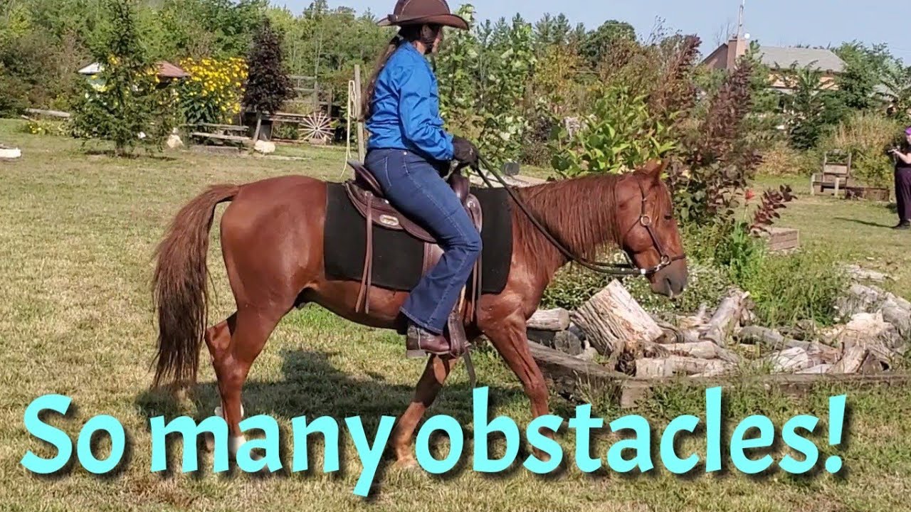 Happy Trails Horse Park- so many fun obstacles and challenges - YouTube