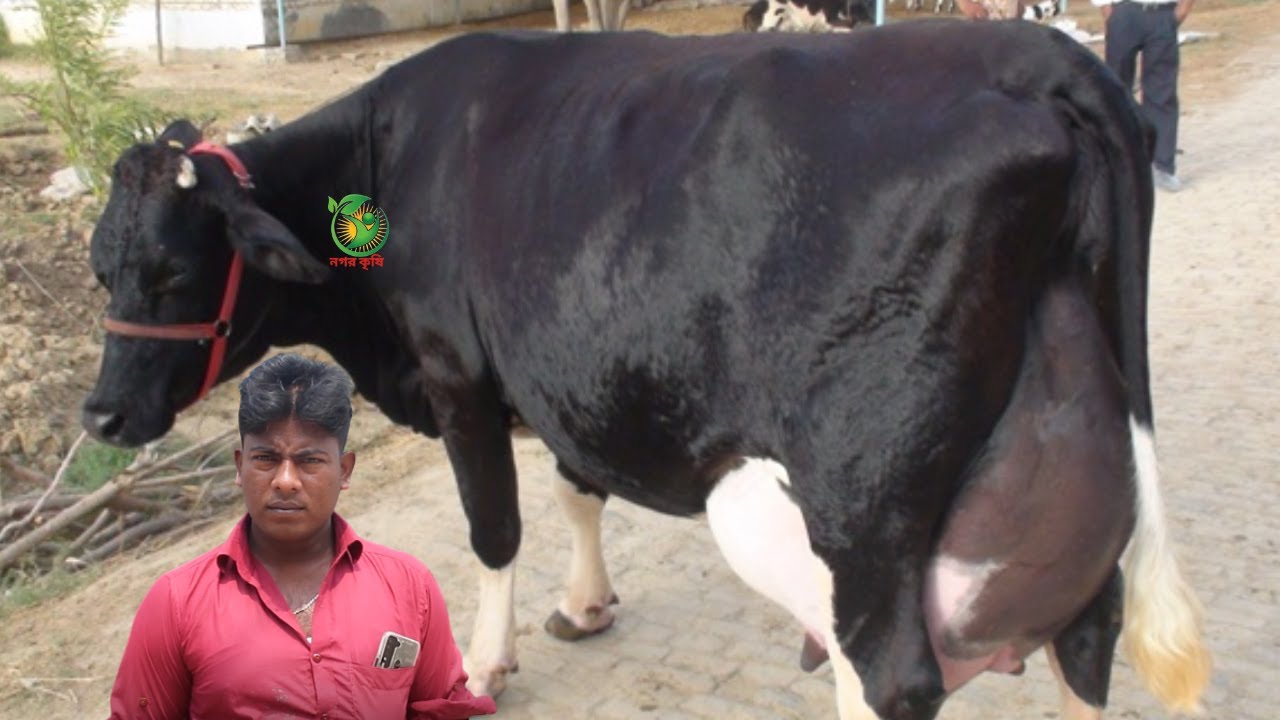 সাব্বির ভাইয়ের ১৫-২২ লিটার এর মধ্যে বাচ্চাসহ আকর্ষণীয় দুধের গাভীর ...