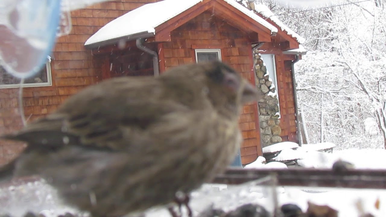 Female House Finch with Eye Disease - YouTube