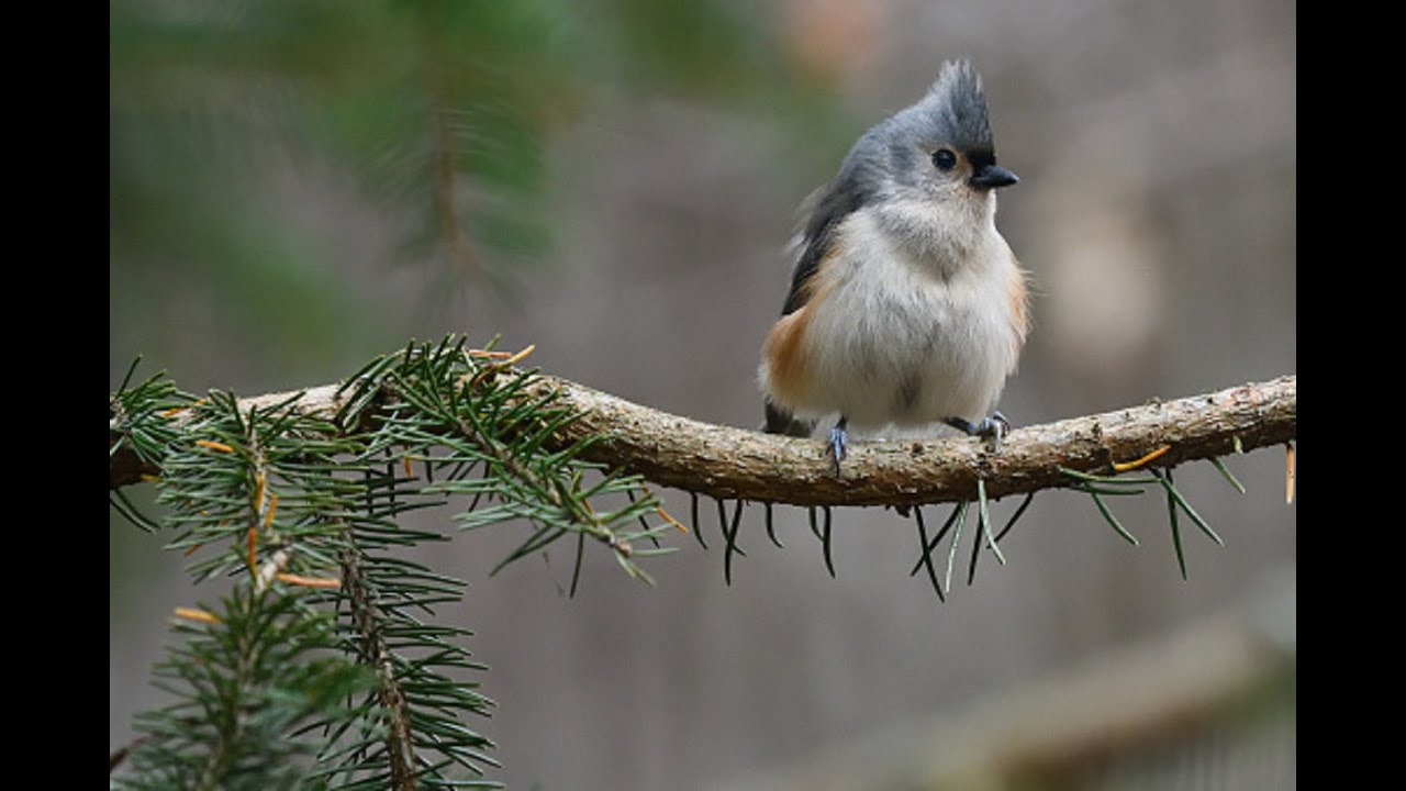 1Hour Chill Birds sing in lake-ocean nature sightseeing-study, sleep ...