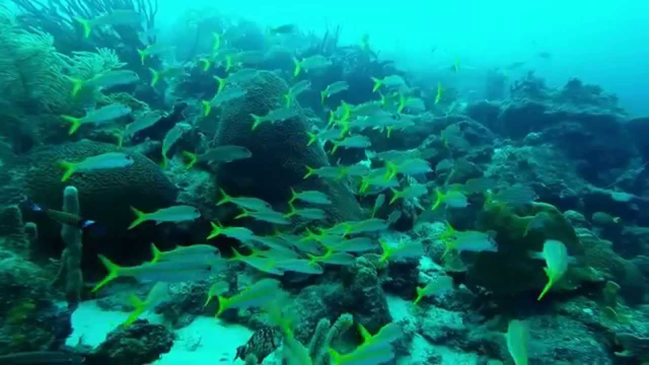 GoPro - Dive Curacao - YouTube