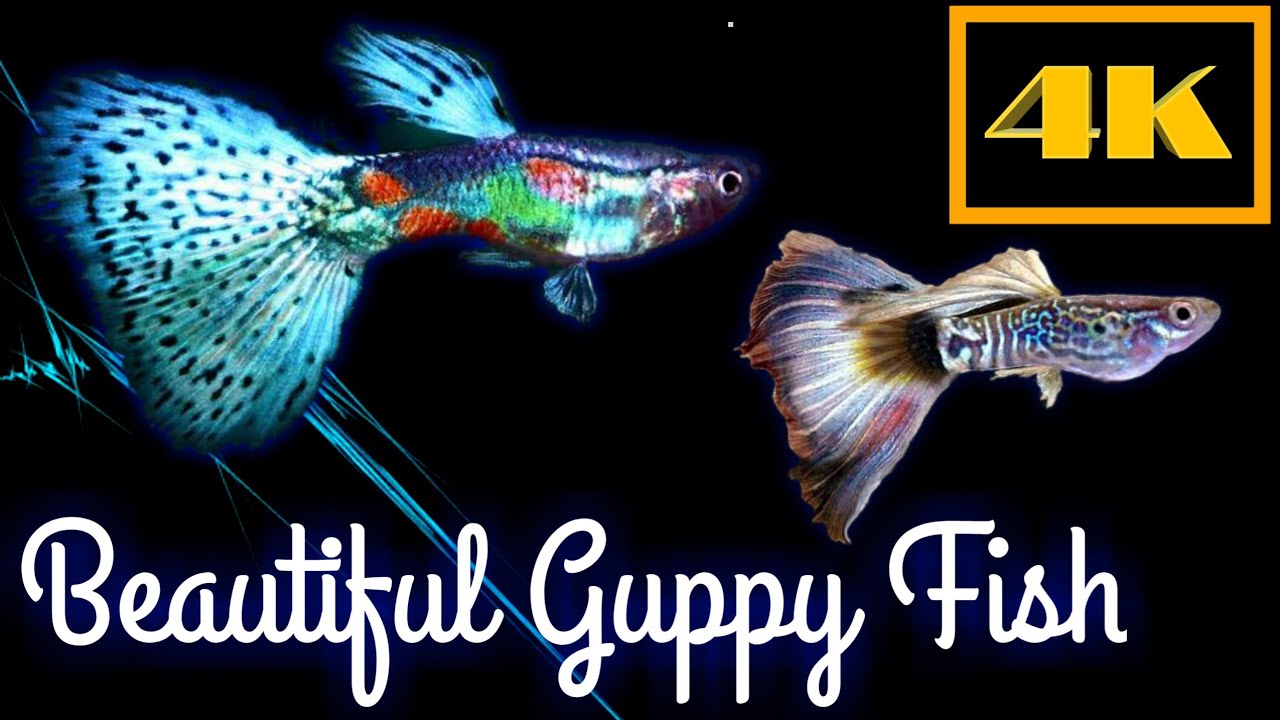 Beautiful Guppy Fish 4K VIDEO NEW MILAN AQUARIUM PARBHANI MAHARASHTRA ...