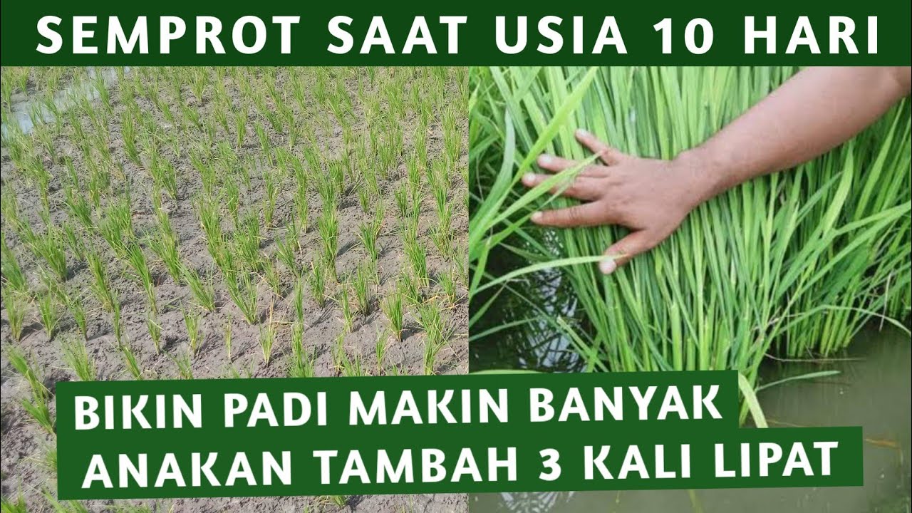 RAHASIA PADI SUBUR & ANAKAN 3 KALI LIPAT LEBIH BANYAK || PERAWATAN PADI ...