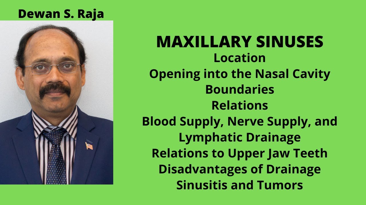 MAXILLARY SINUSES - YouTube