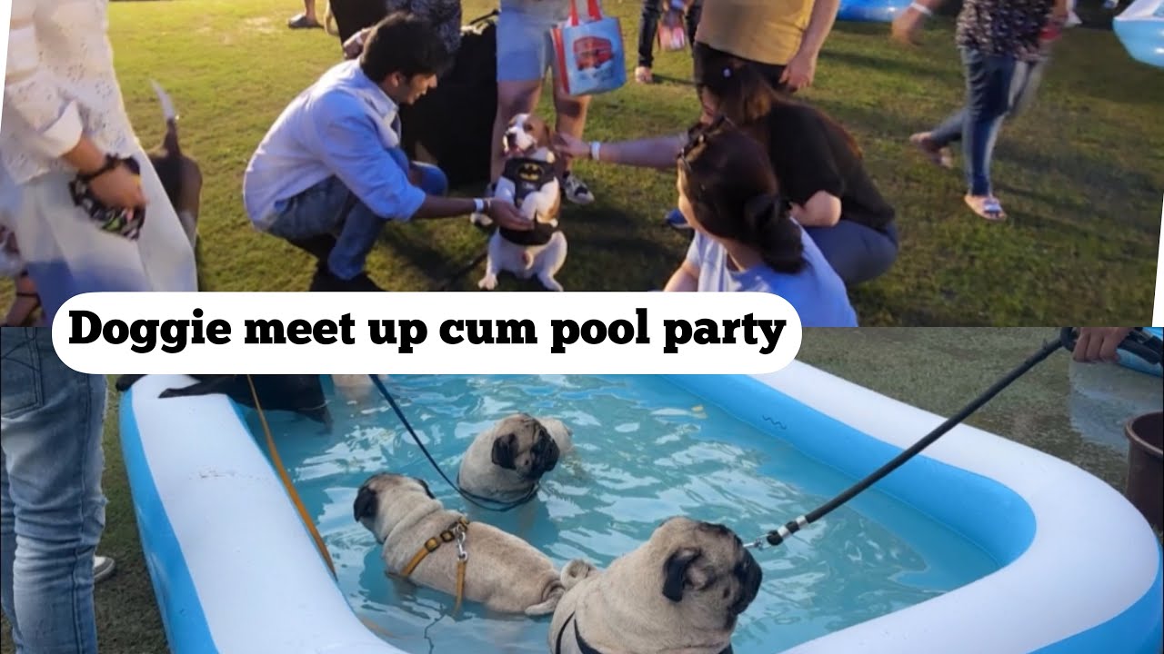 Doodle meets his fans in Delhi | Doggie Pool party - YouTube