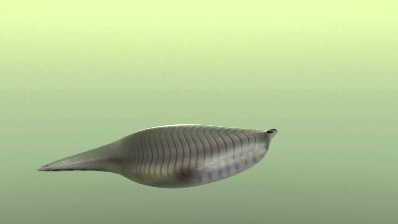 Metaspriggina Swimcycle - YouTube