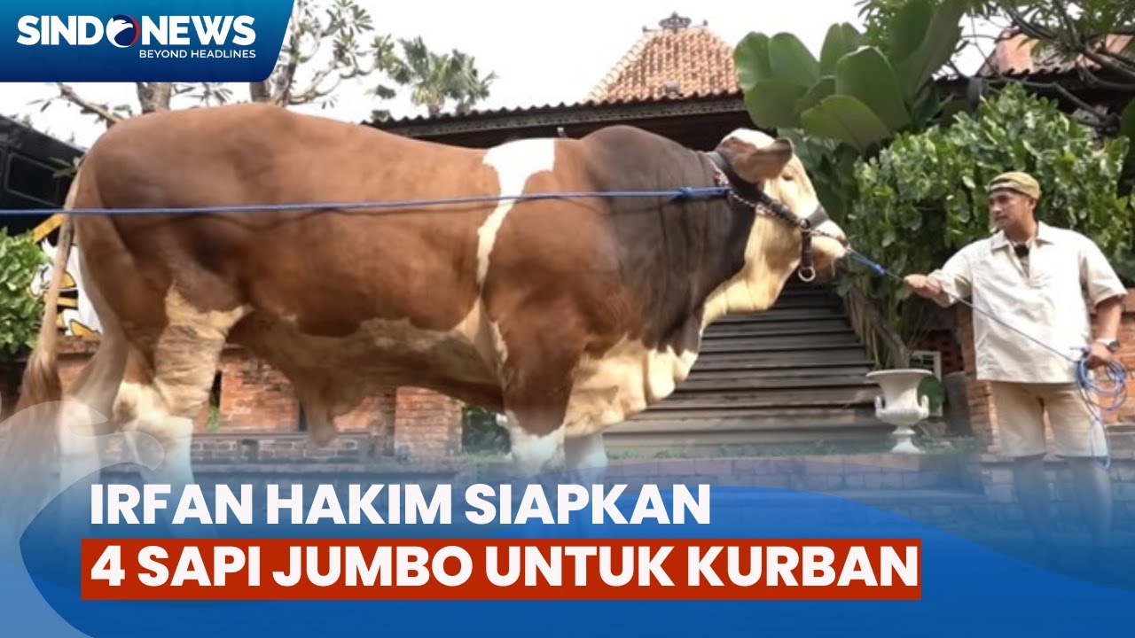 Irfan Hakim Siapkan 4 Ekor Sapi Jumbo untuk Kurban Iduladha 1445 H ...