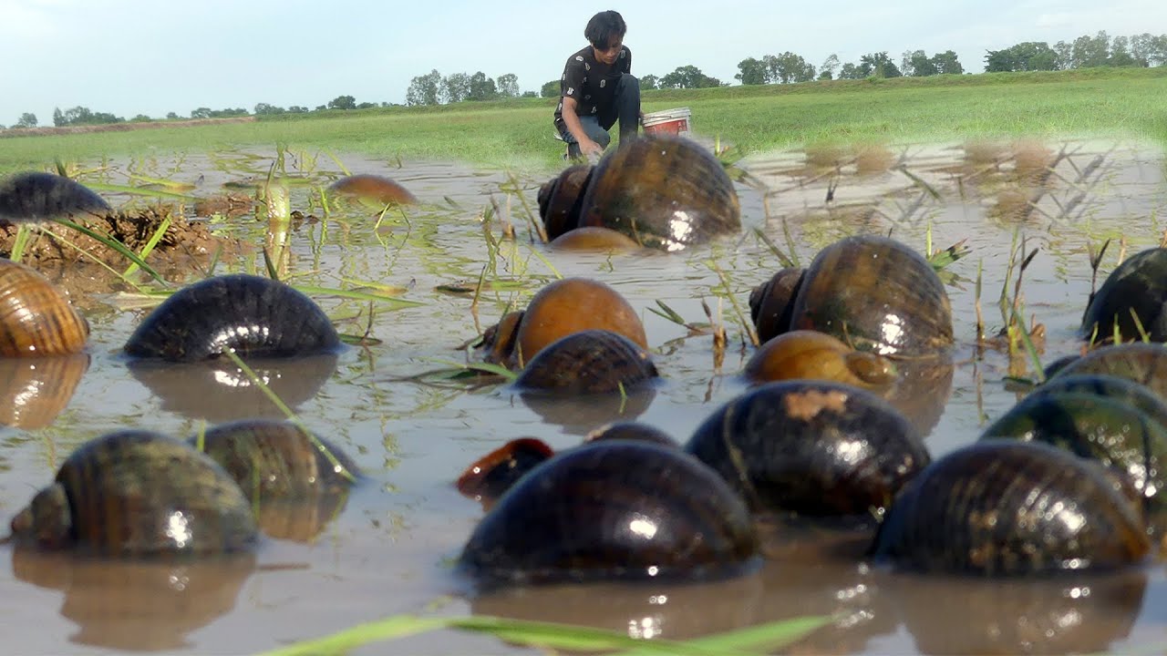 Many Big Snails in a Lake After Big Raining Last Night | Collecting ...