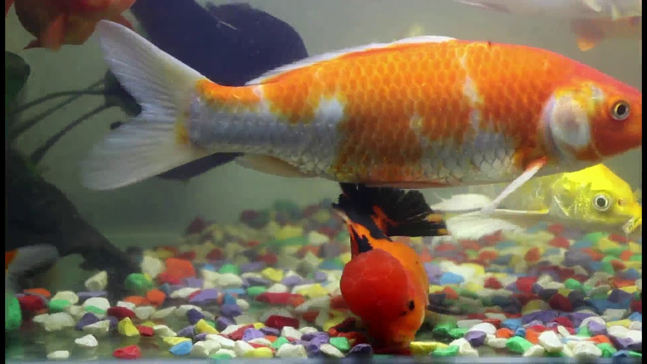 Koi Fish Gold Fish Oranda Goldfish, Red Cap Oranda Goldfish,Lion Head ...