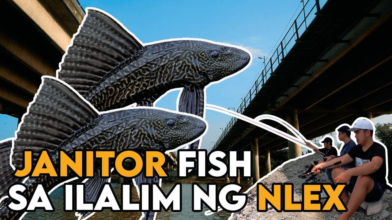 JANITOR FISH SA ILALIM NG NLEX! PETIX TV - YouTube
