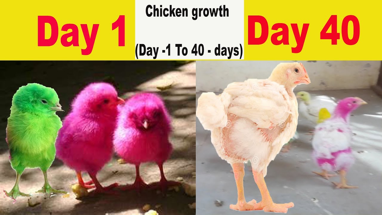 Colourfull Chicken growth (Day -1 to 40 - Day) || Chicks diet plan one ...
