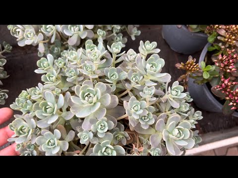 📢📢Almanya’da 🇩🇪favori Seram hiç görmediniz çiçekler ve şok 😳fiyatlara#vlog#garden#plants#almany