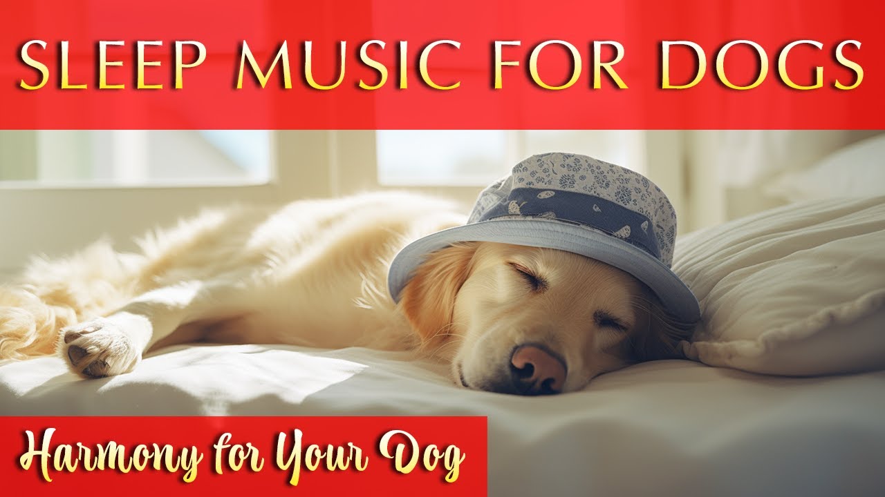 Dog Sleep Music 12 Hours 💤 🐾 Healing 417Hz Tuning - YouTube