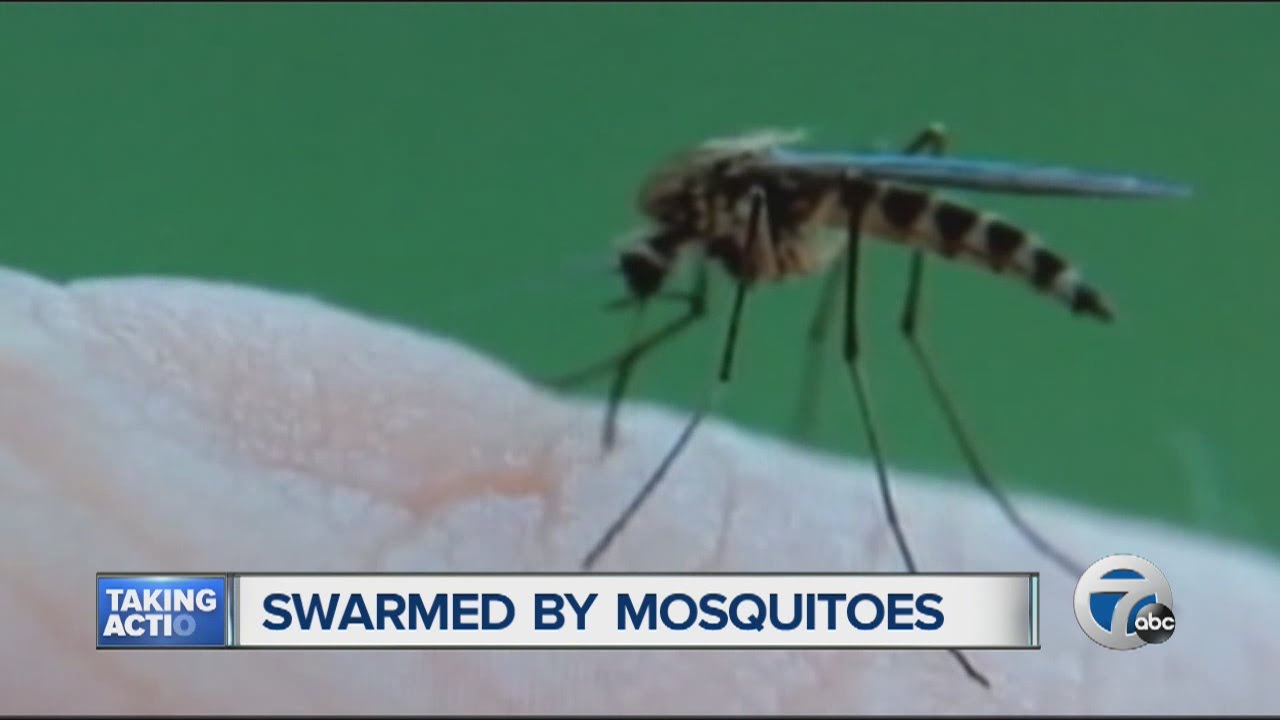 Wet weather leads to booming Michigan mosquito population, experts say ...