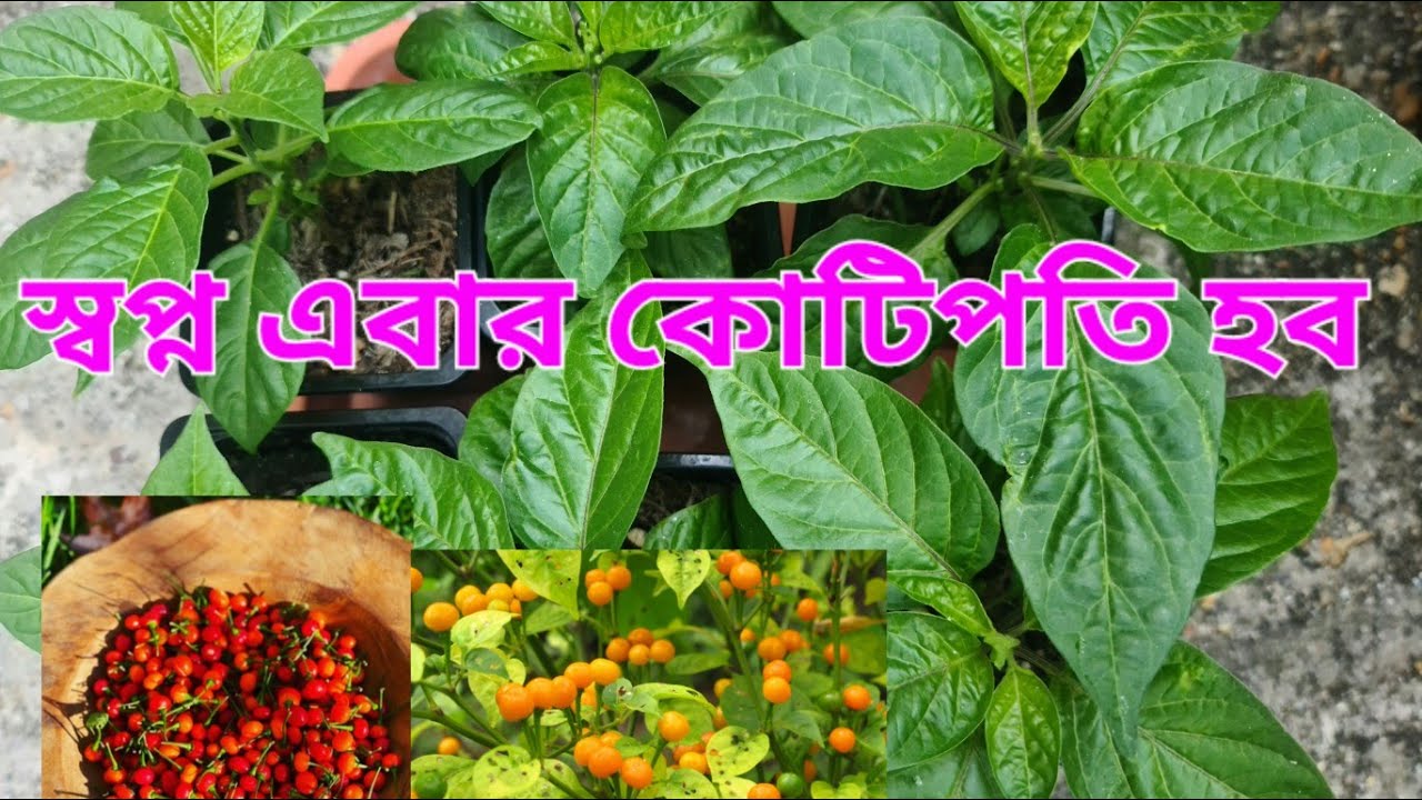How to grow world expensive chilli Aji Charapita 2024. বিশ্বের সবচেয়ে ...