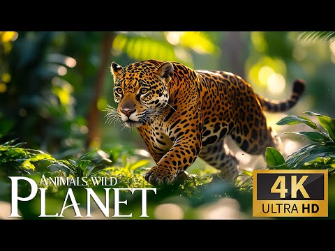 Animals Planet 4K  🐾 Discovery Relaxation Film with Peaceful Relaxing Music & Nature Real Sound