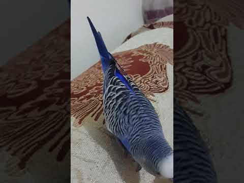 ŞİRİN muhabbet kuşu (:)