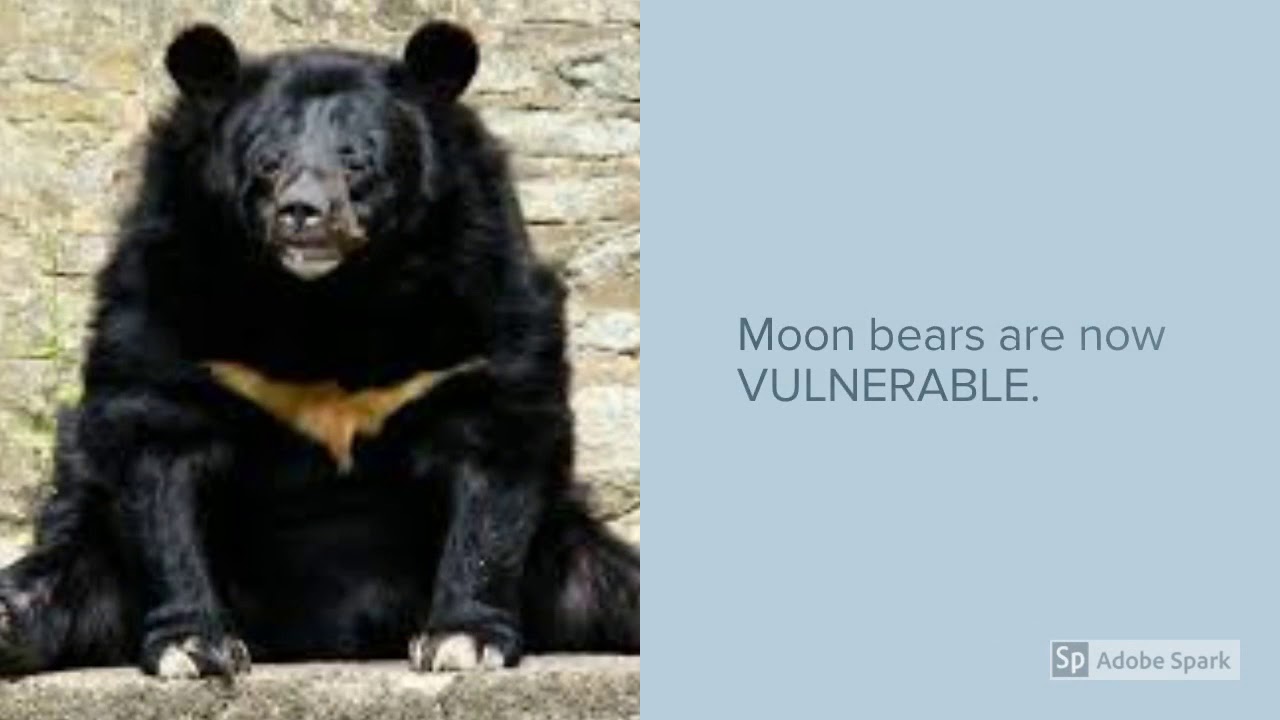 Moon Bears Video - YouTube