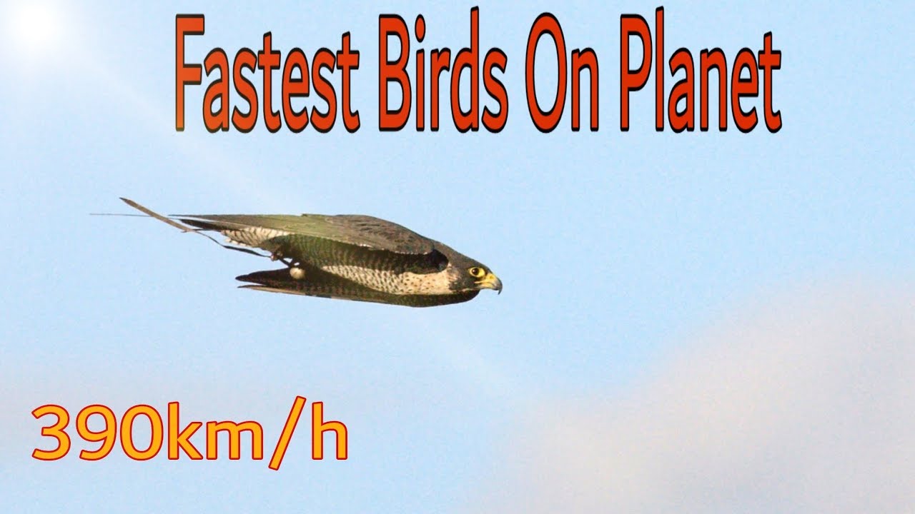 Top 10 Fastest Birds in the World | Fastest Animal on Planet - YouTube
