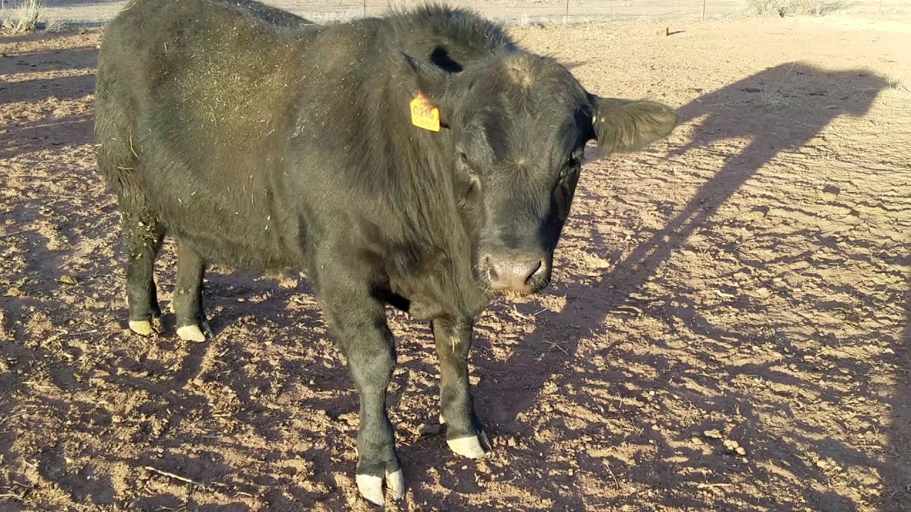 Silver Creek Angus Bull # D21 - YouTube