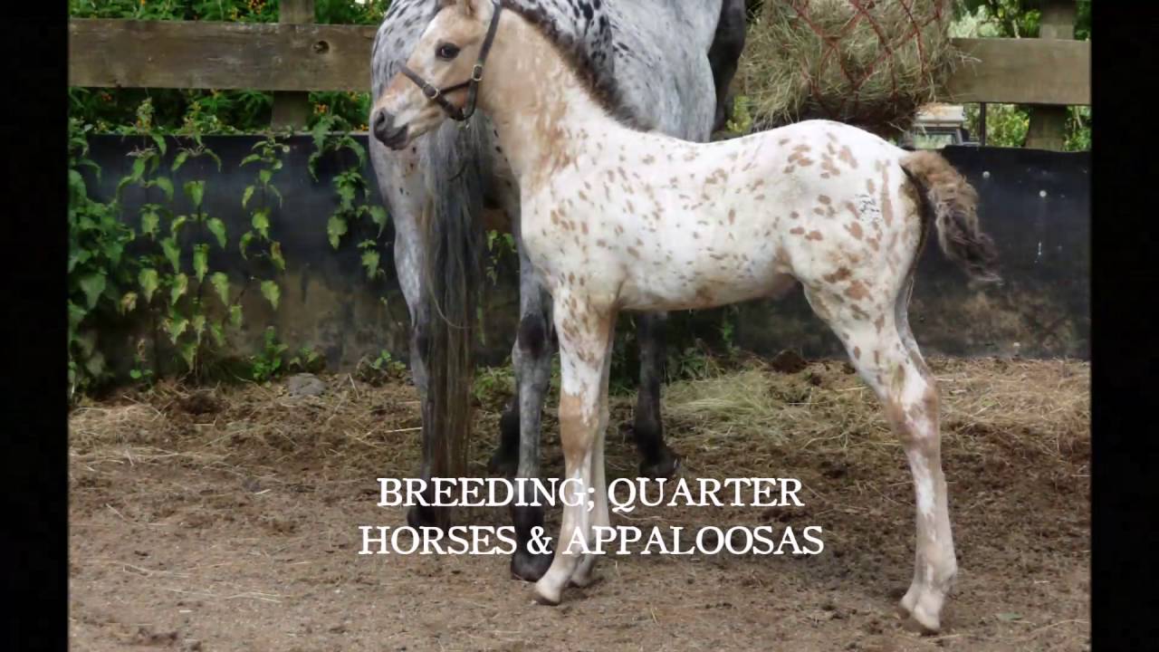 Passive Horsemanship, Hall Place Stables. Brian Sinnett - YouTube