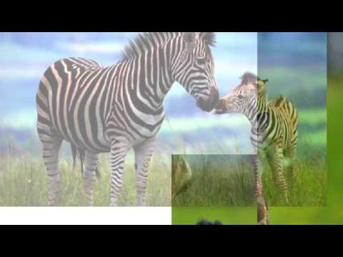 Мама - первое слово