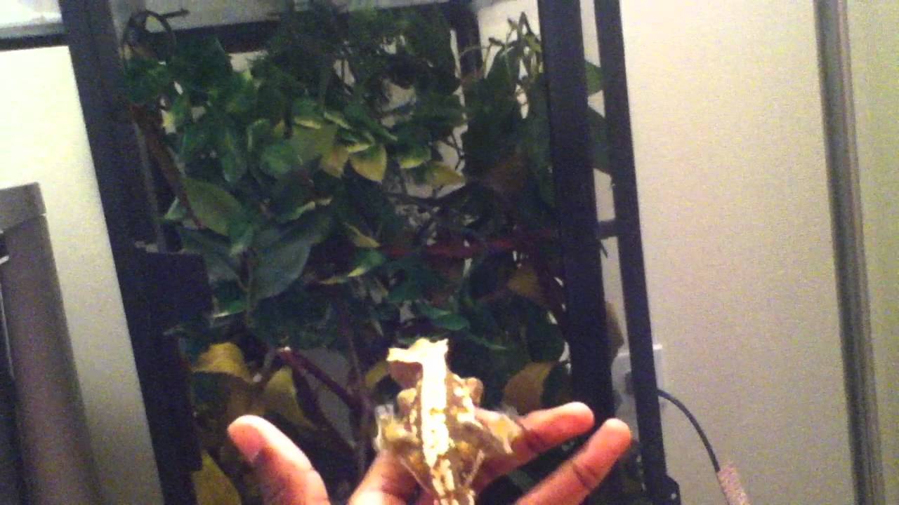 Crested Gecko Jumping Ability - YouTube