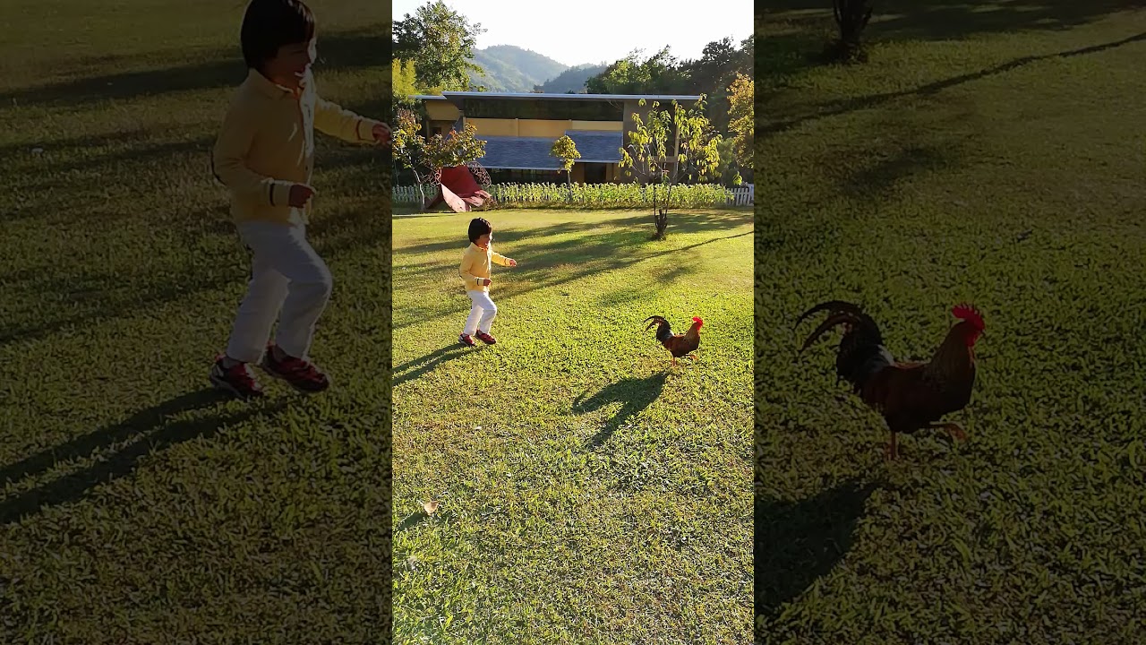 Chasing a chicken ! - YouTube