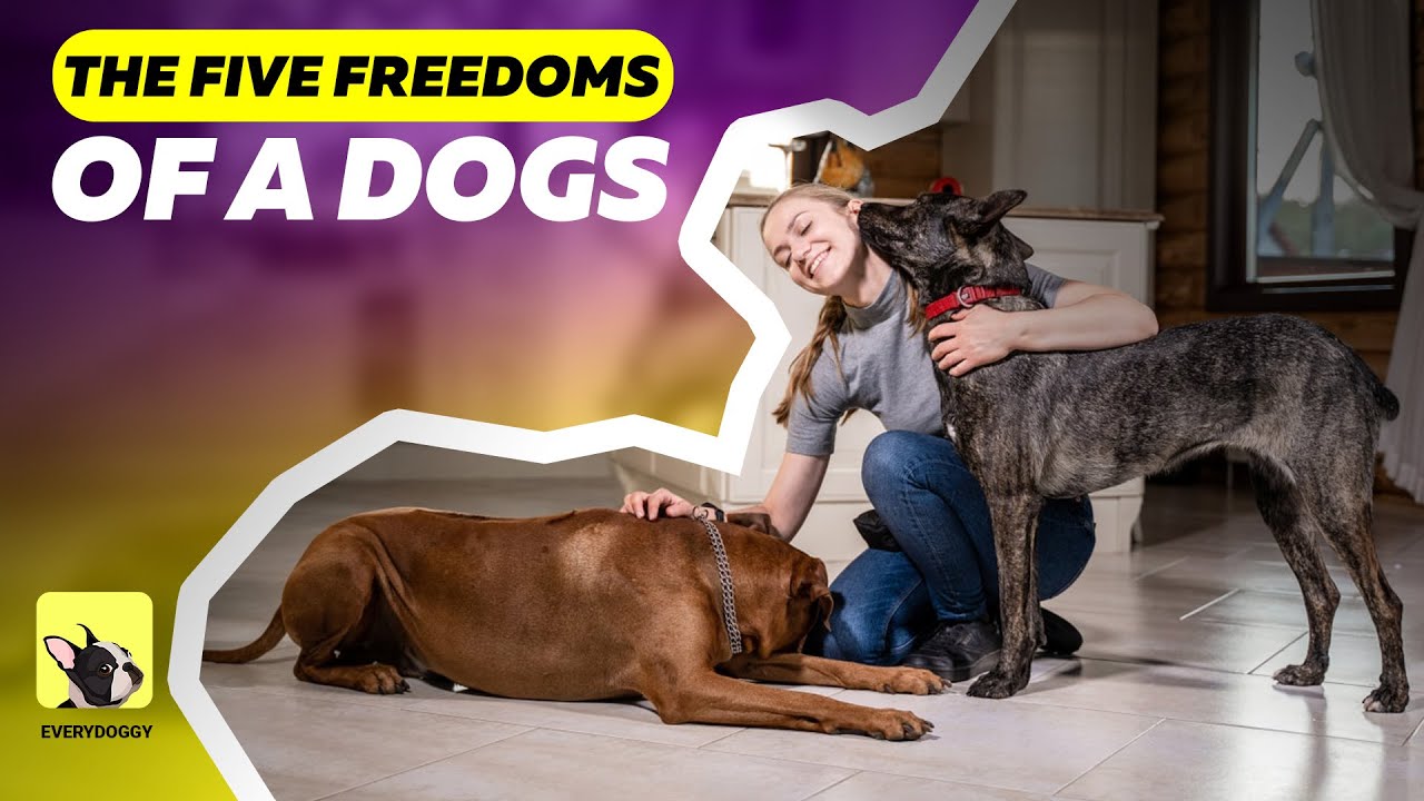 What Are The Five Welfare Needs Of Dogs