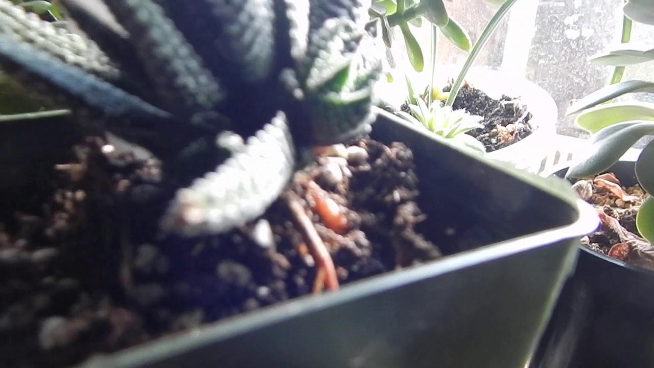 SUCULENTA CEBRA haworthia attenuata - YouTube