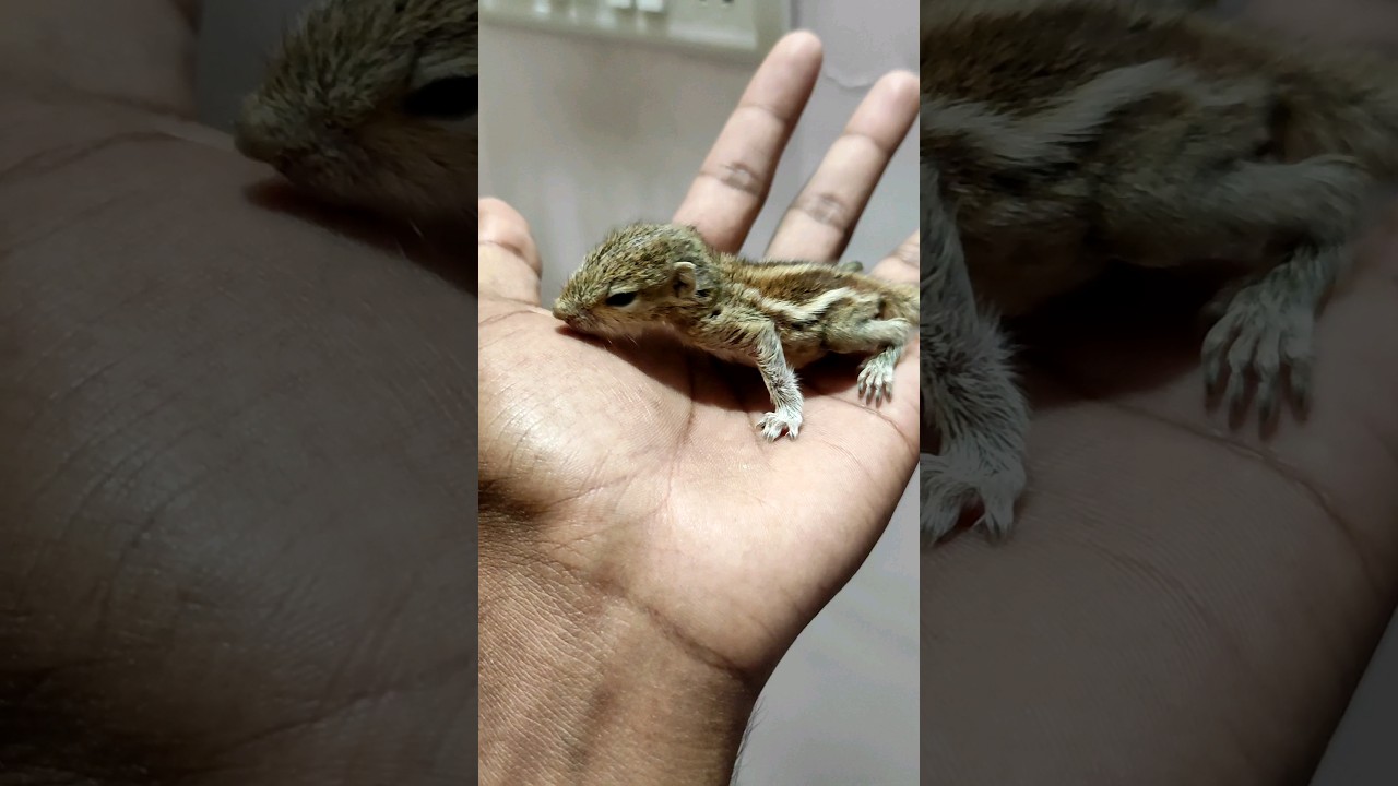 Rescued Baby Squirrel Love's to climb Humans hands ️ - YouTube