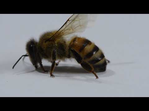 Honey bee, Apis mellifera worker 360°