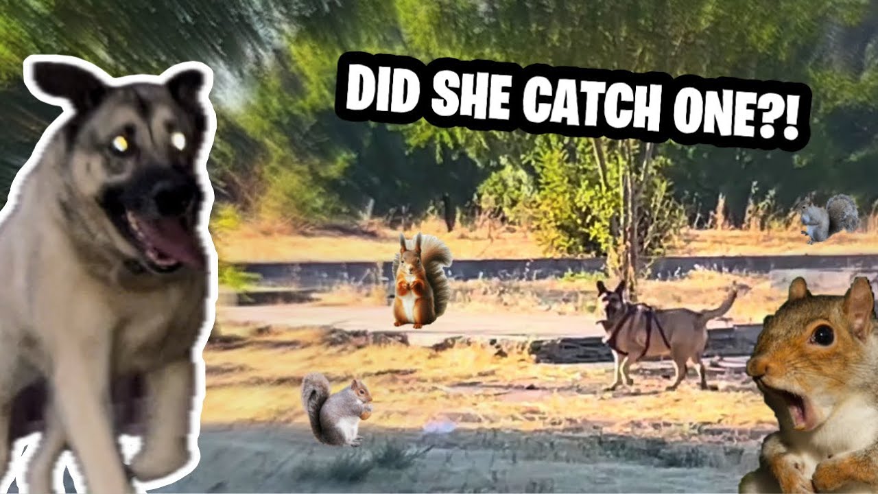 Anubis chases squirrel…! - YouTube