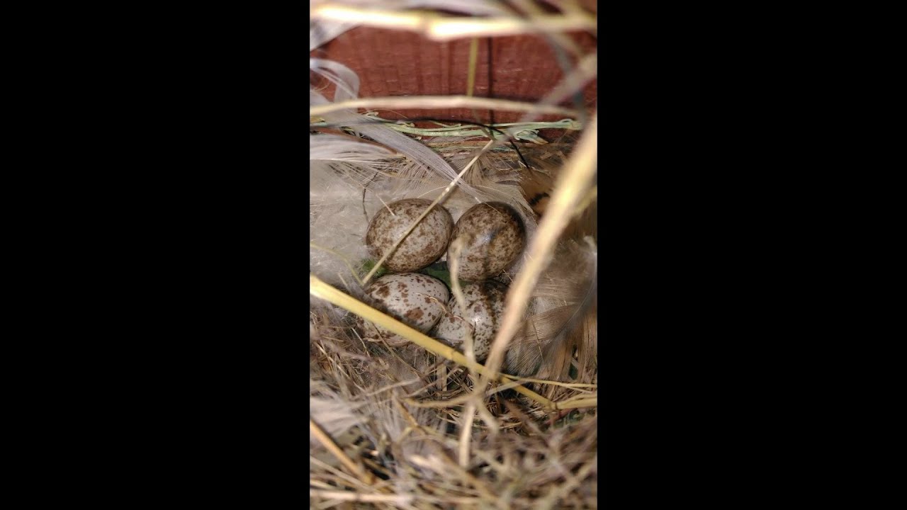 Hatching and feeding journal - July (1/5) - YouTube