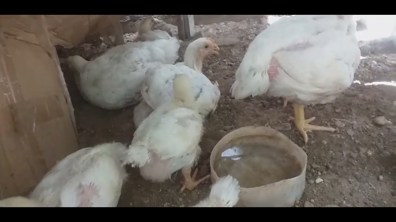 pollo de primera los grande tiene un mes y los pequeños tiene 10 día ...