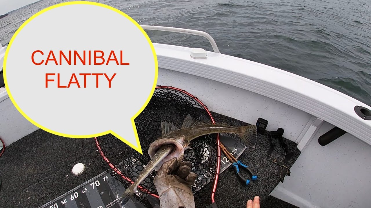 Cannibal Flathead Lake Macquarie fishing + shark visit - YouTube