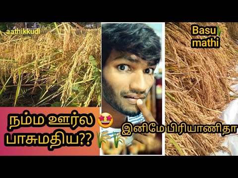 Basumati Cultivation - YouTube
