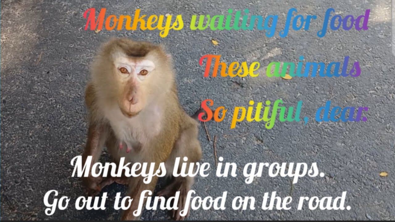 Unbelievable Monkey and Goat Moments Caught on Camera!🐒🐐 - YouTube