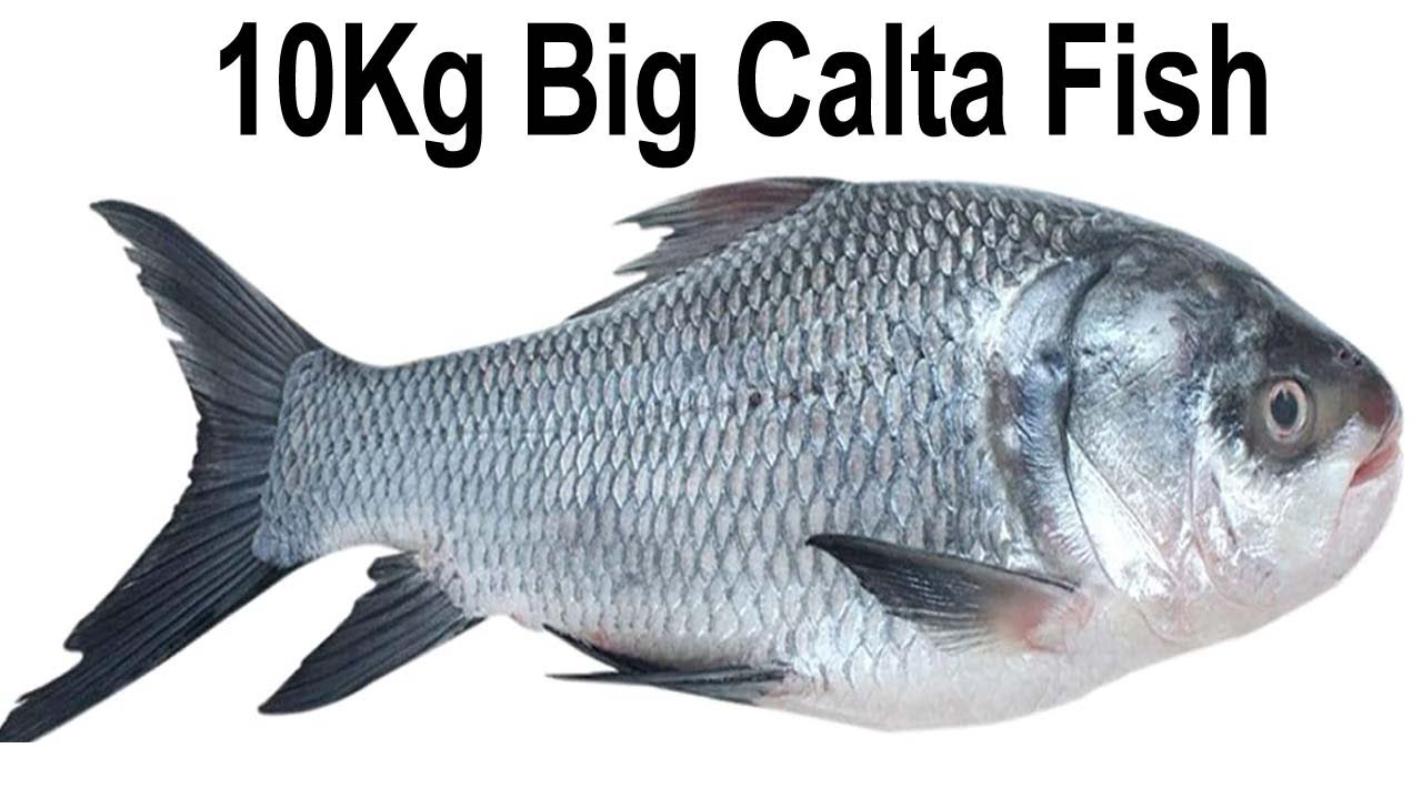 10Kg Big Calta Fish Cutting In Dhaka Bangladesh | Excellent Fish ...