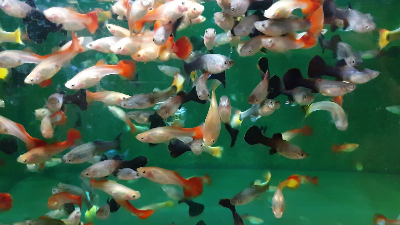 Poec. ret. female - YouTube