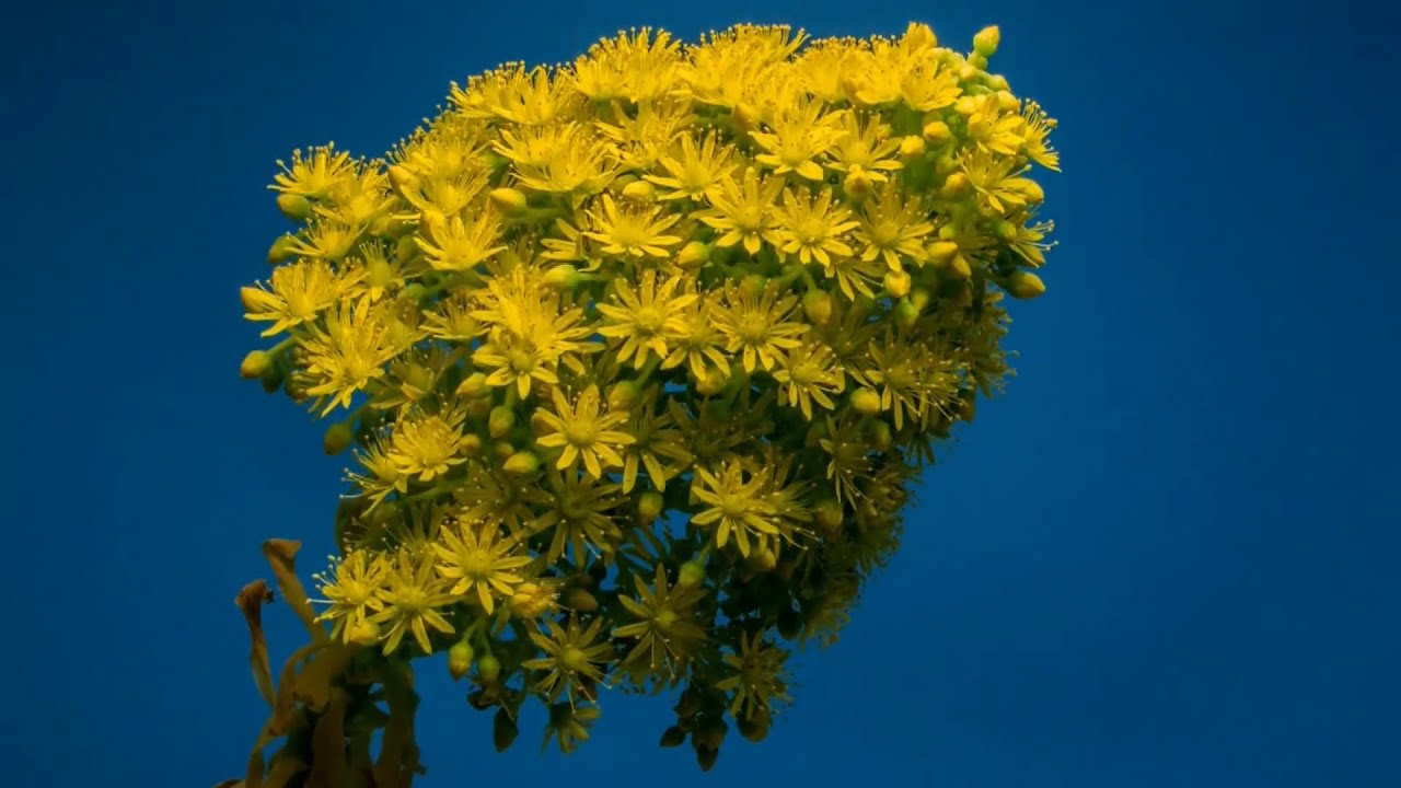 Flower Blooming Time Lapse | Beautiful Flowers Copyright Free | Footage ...