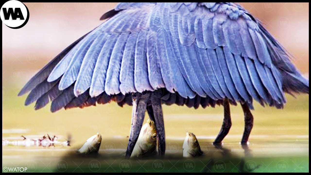 How the Black Heron Tricks the Fish - YouTube