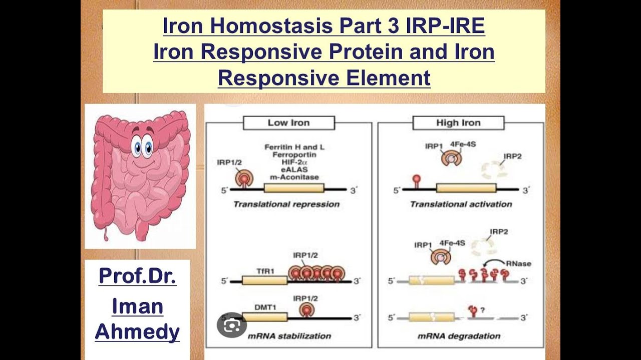 Iron homostasis part 3 IRP IRE - YouTube