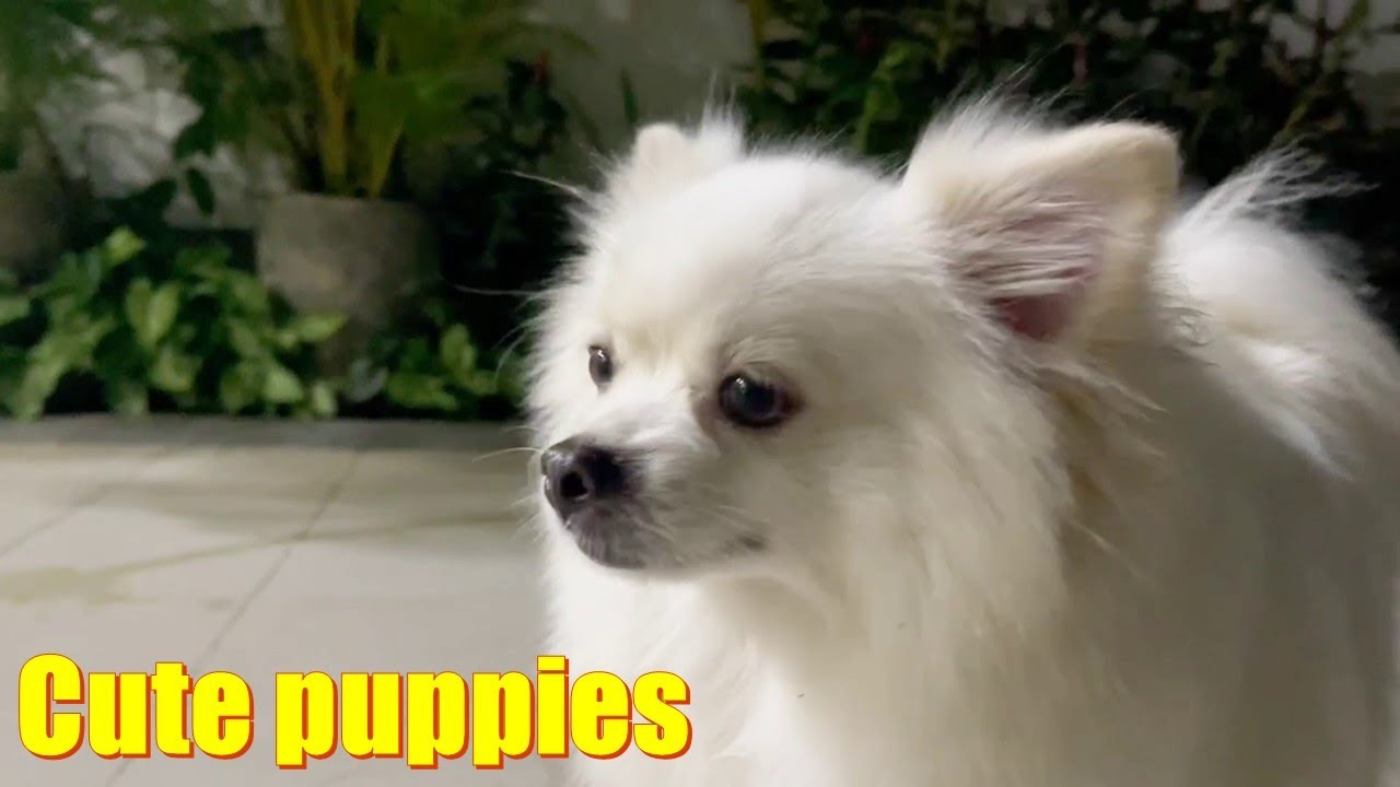Cute puppy video compilation #dogs relaxing time # dogs #puppies - YouTube