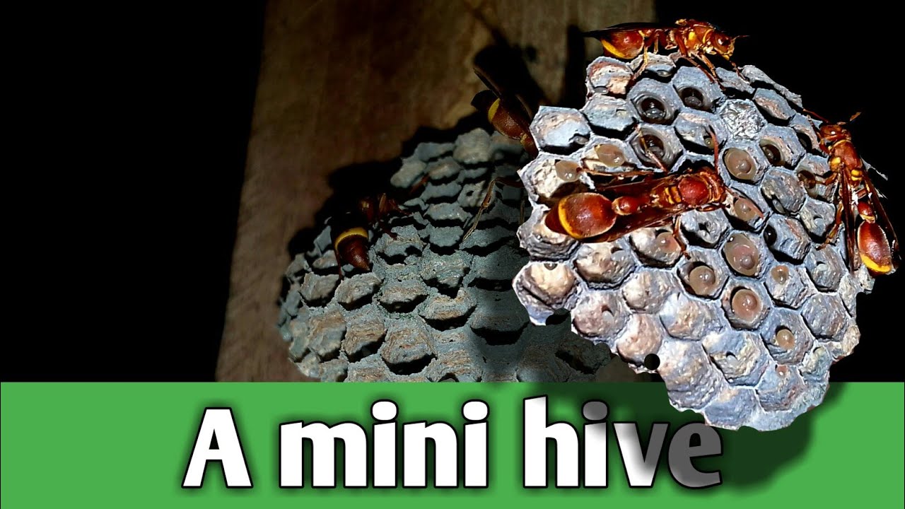 small hive | beauty of nature - YouTube